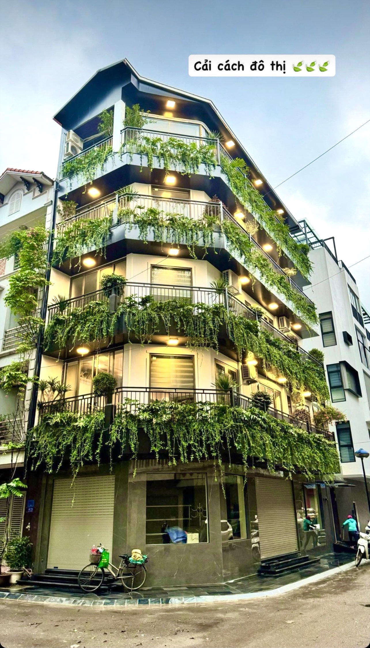 Cây cúc tần ấn độ rủ ban công