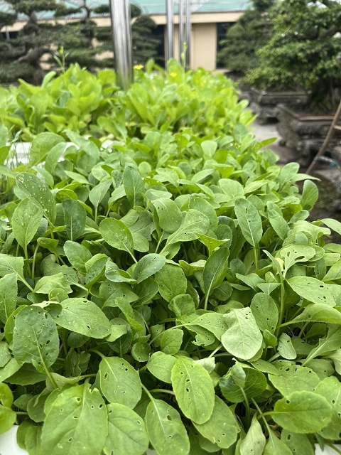Thiết kế và Thi công vườn rau xanh trên sân thượng tuyệt đẹp