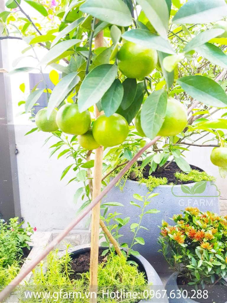 Thiết kế và thi công vườn sân thượng đẹp nhất Hà Nội