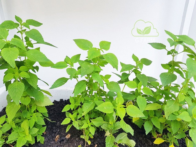 Thiết kế và Thi công vườn rau xanh trên sân thượng tuyệt đẹp